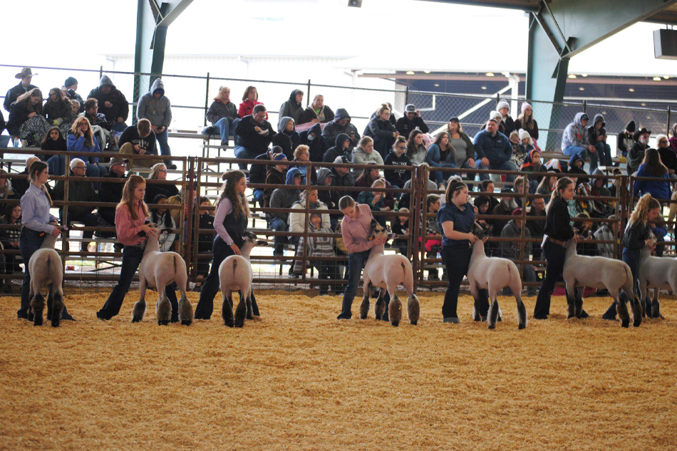 Junior Livestock – Montgomery County Fair Association