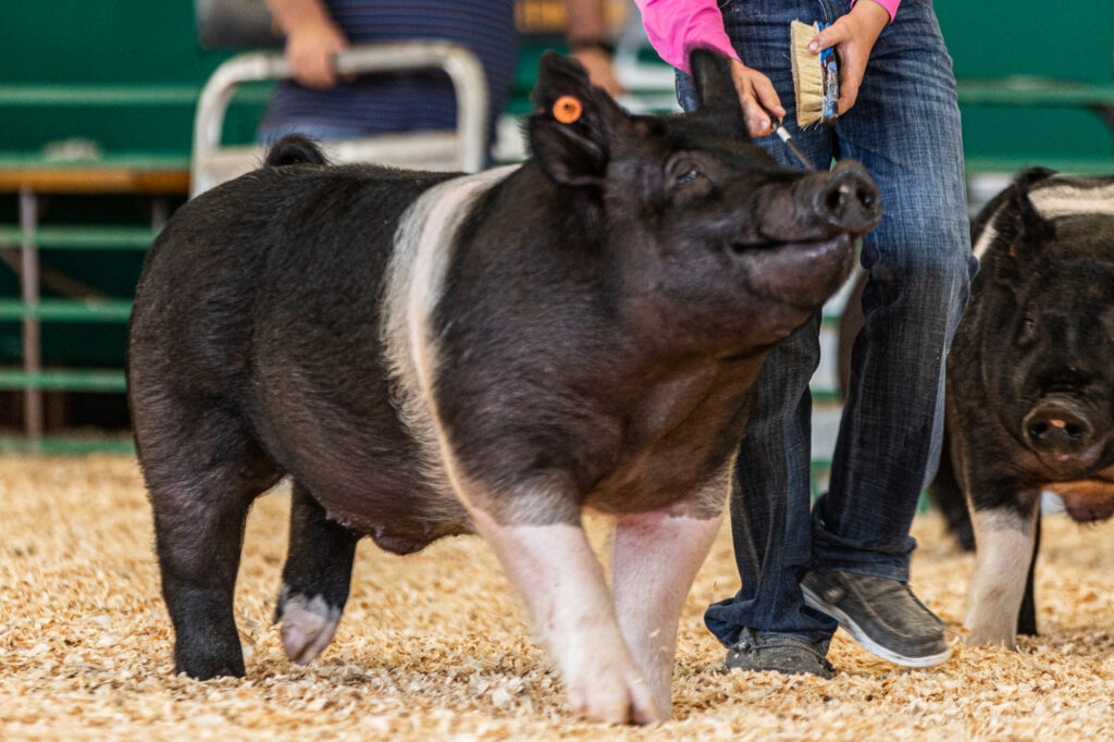 MARKET BARROW SHOW – Montgomery County Fair Association