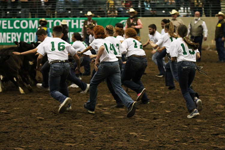 CALF SCRAMBLE – Montgomery County Fair Association